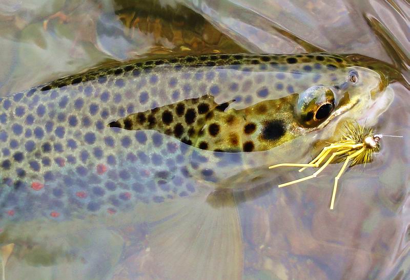 Fliegenfischer - Forum - Fotogalerie Fische und Fischer