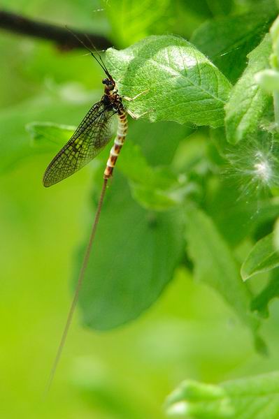 Fliegenfischer Forum - Reiseberichte - streamstalkin 24/7 – first class ...