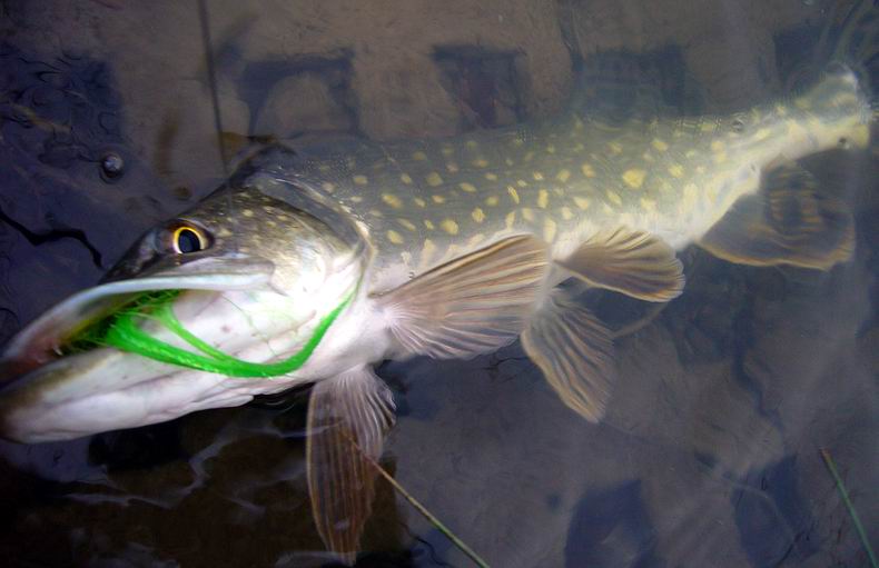 Fliegenfischer - Forum / Gerätetest - ADH Fishing: Pike Muppet und Big ...